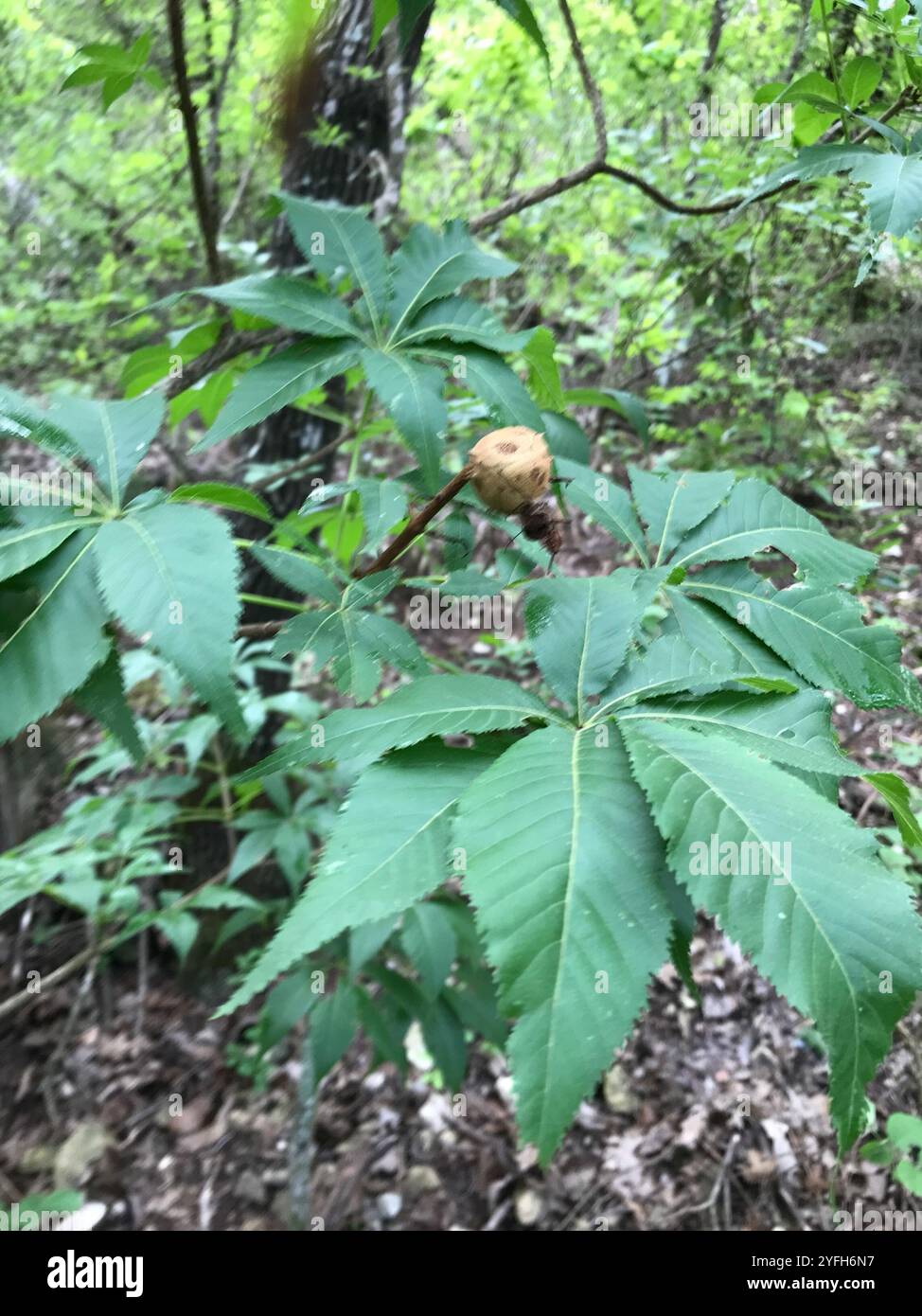Texas Buckeye (Aesculus glabra arguta Stock Photo - Alamy