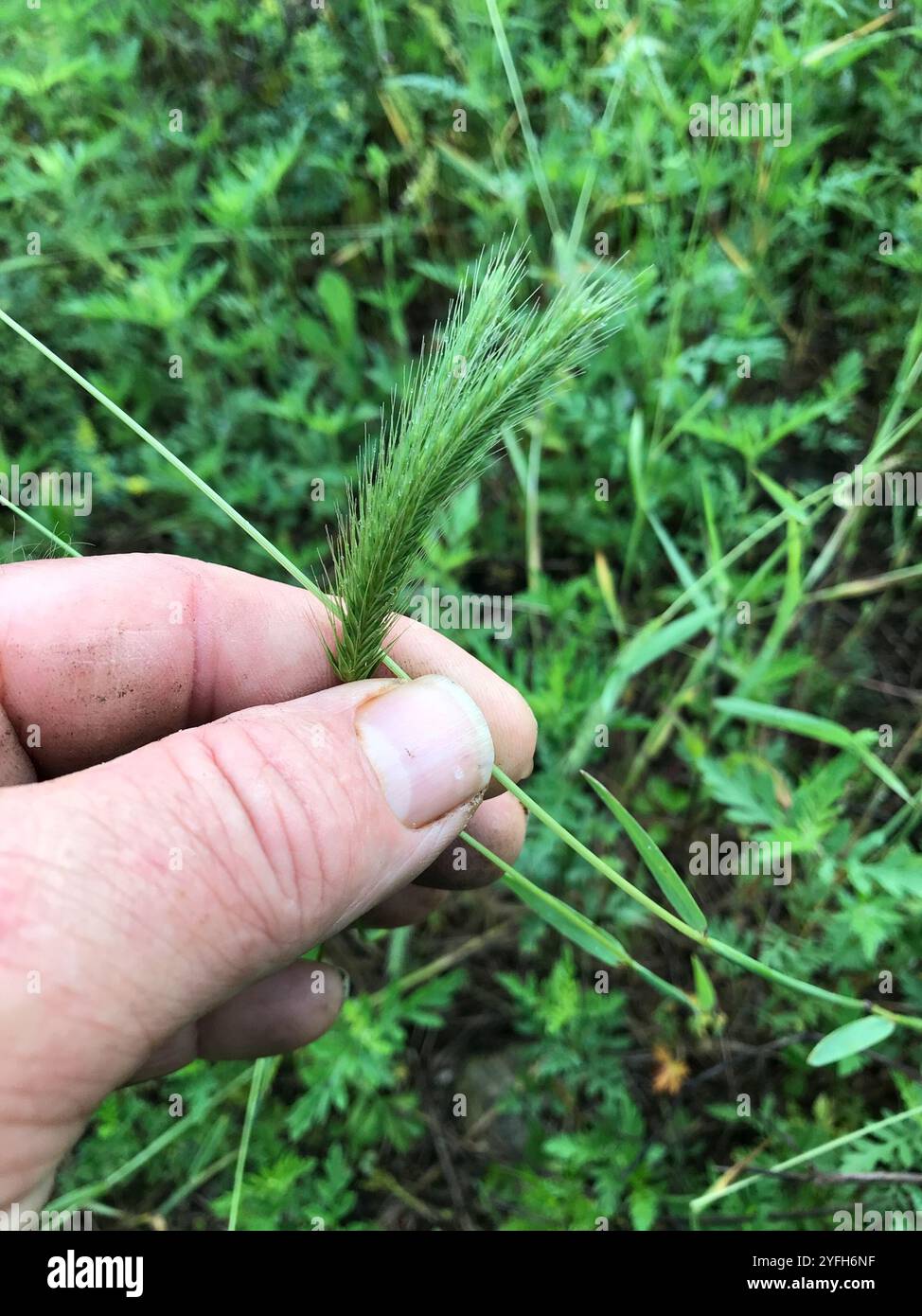 little barley (Hordeum pusillum Stock Photo - Alamy