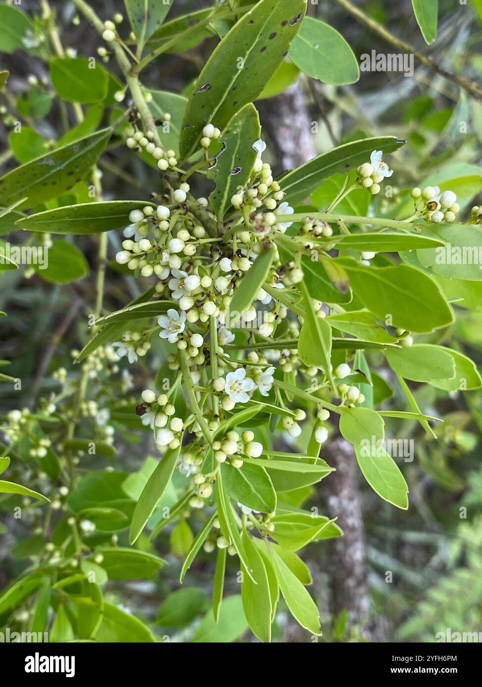 gallberry (Ilex glabra Stock Photo - Alamy