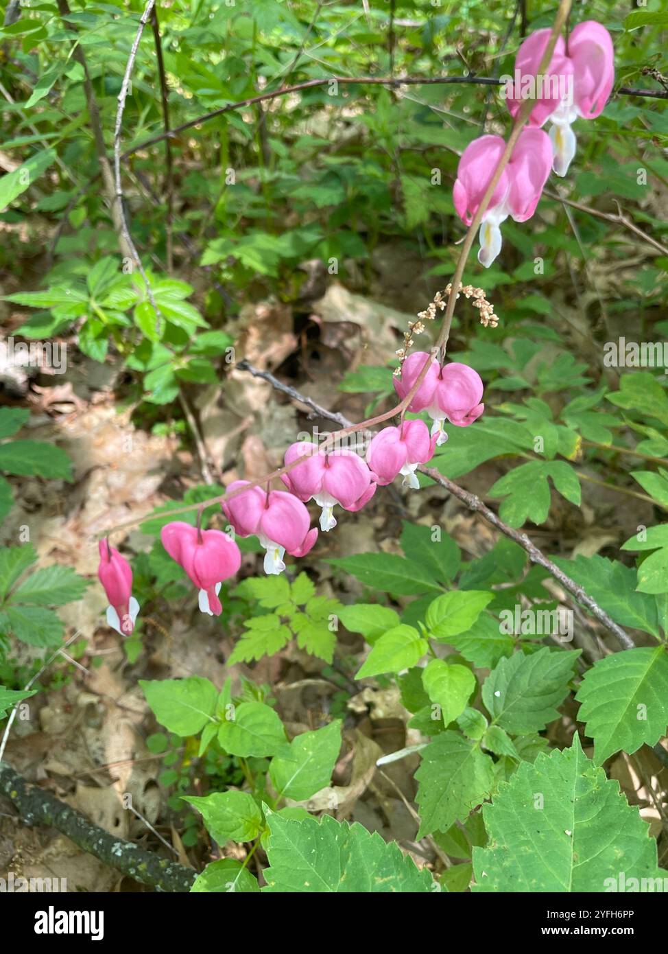 Asian Bleeding-heart (Lamprocapnos spectabilis Stock Photo - Alamy