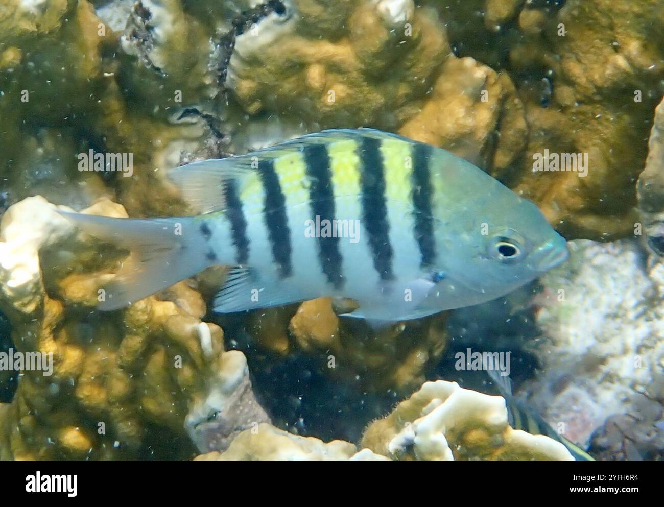 Atlantic Sergeant Major (Abudefduf saxatilis Stock Photo - Alamy