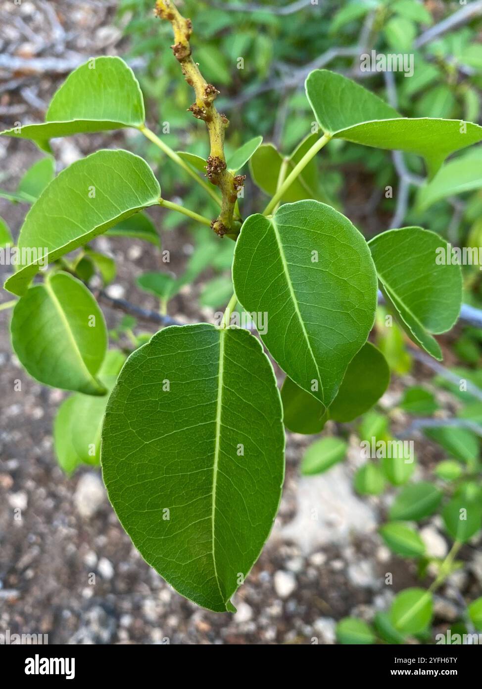 Manchineel (Hippomane mancinella Stock Photo - Alamy