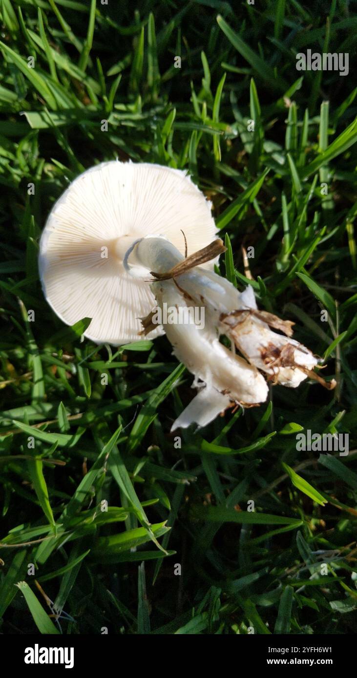 White Dapperling (Leucoagaricus leucothites Stock Photo - Alamy