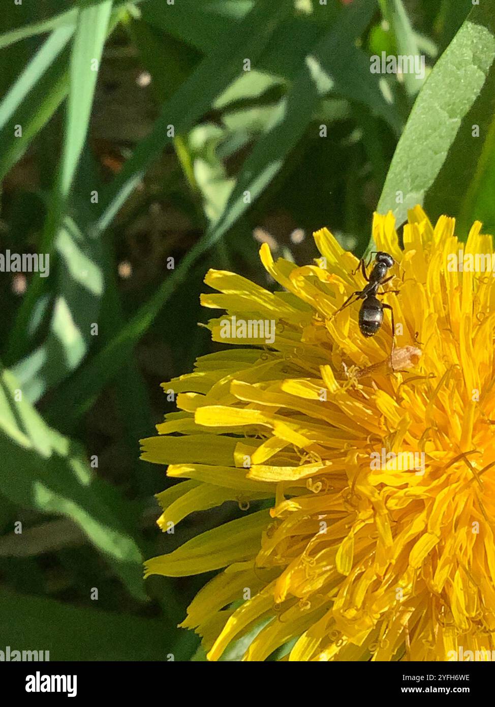 fusca-group Field Ants and Allies (Formica fusca Stock Photo - Alamy