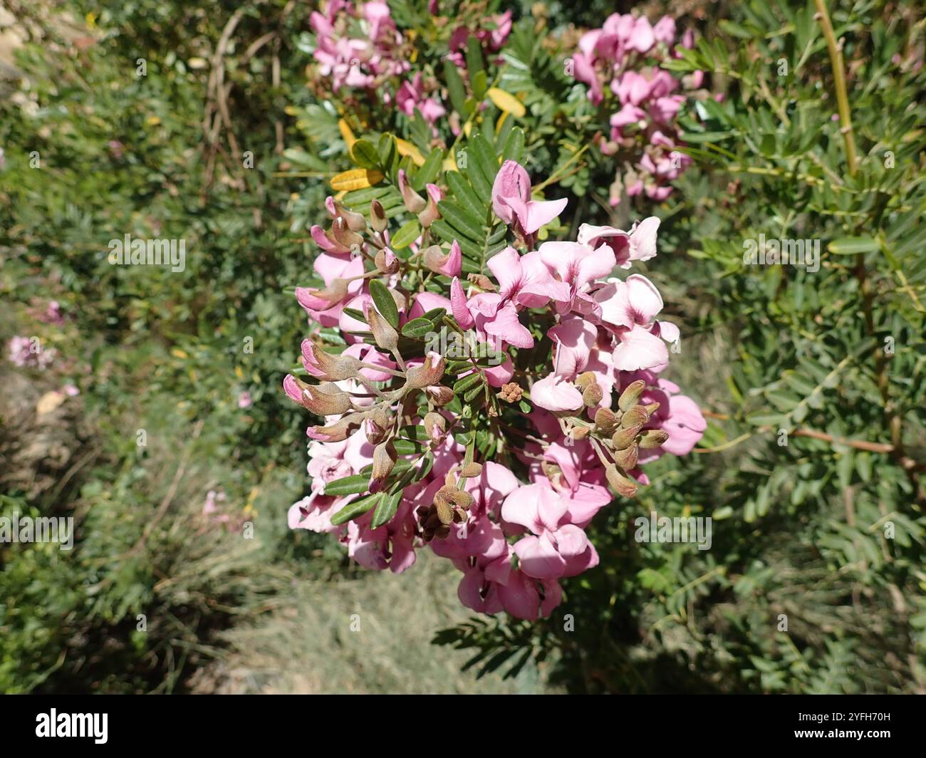 Keurboom hi-res stock photography and images - Alamy