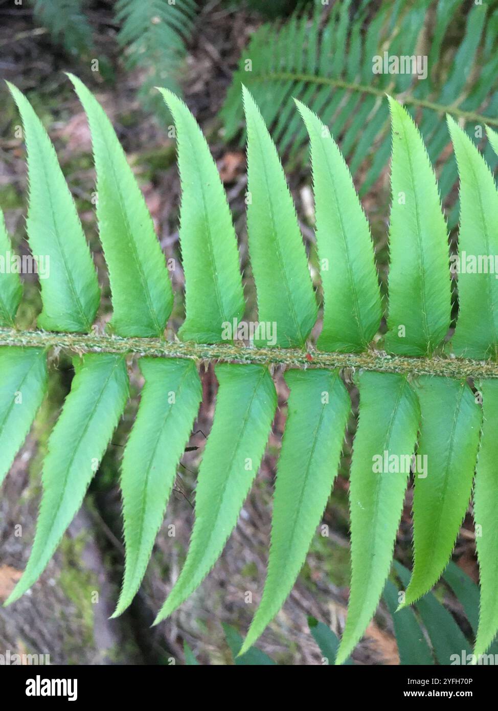 western sword fern (Polystichum munitum Stock Photo - Alamy