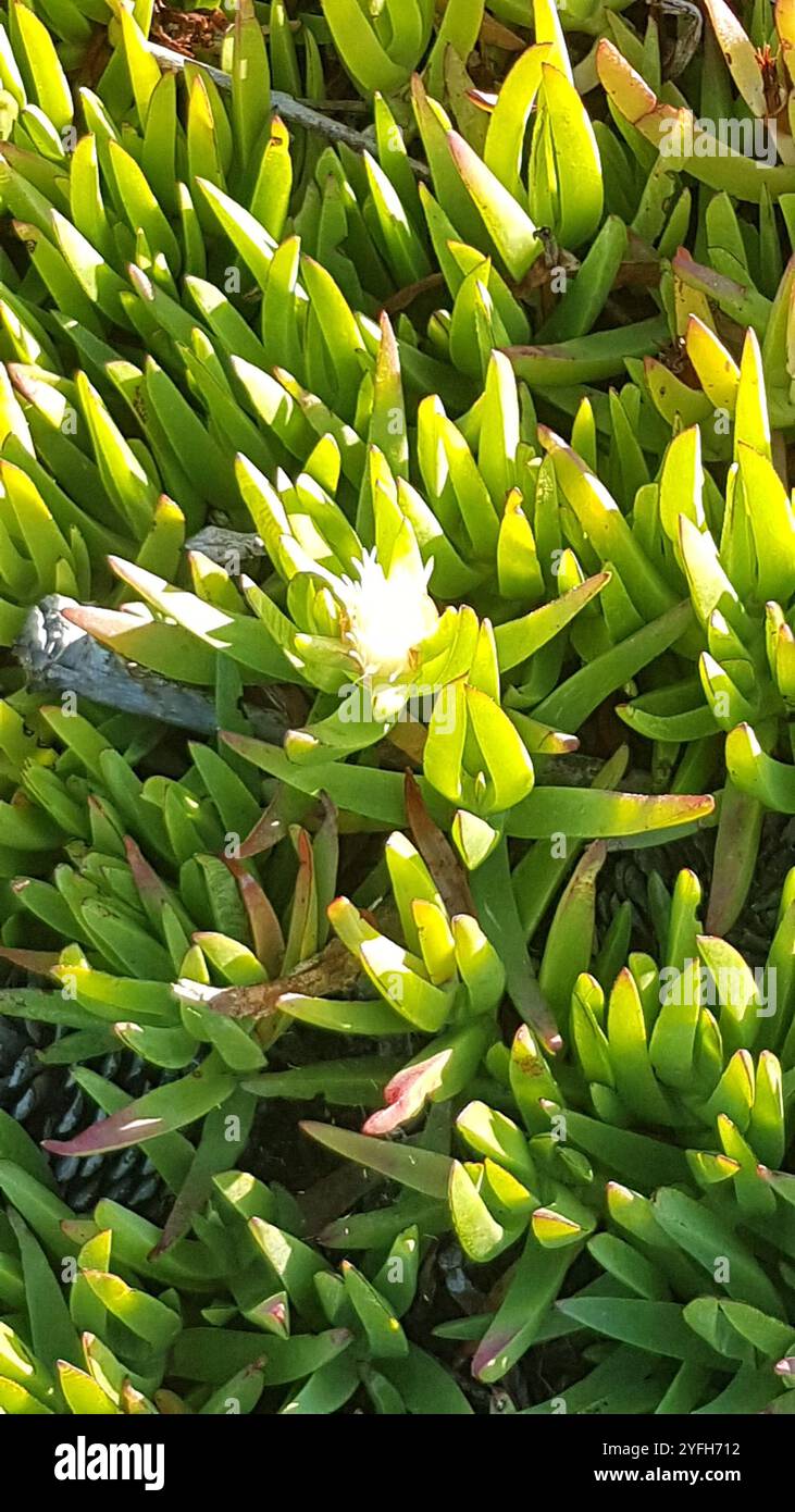 Common Sourfig (Carpobrotus edulis edulis Stock Photo - Alamy