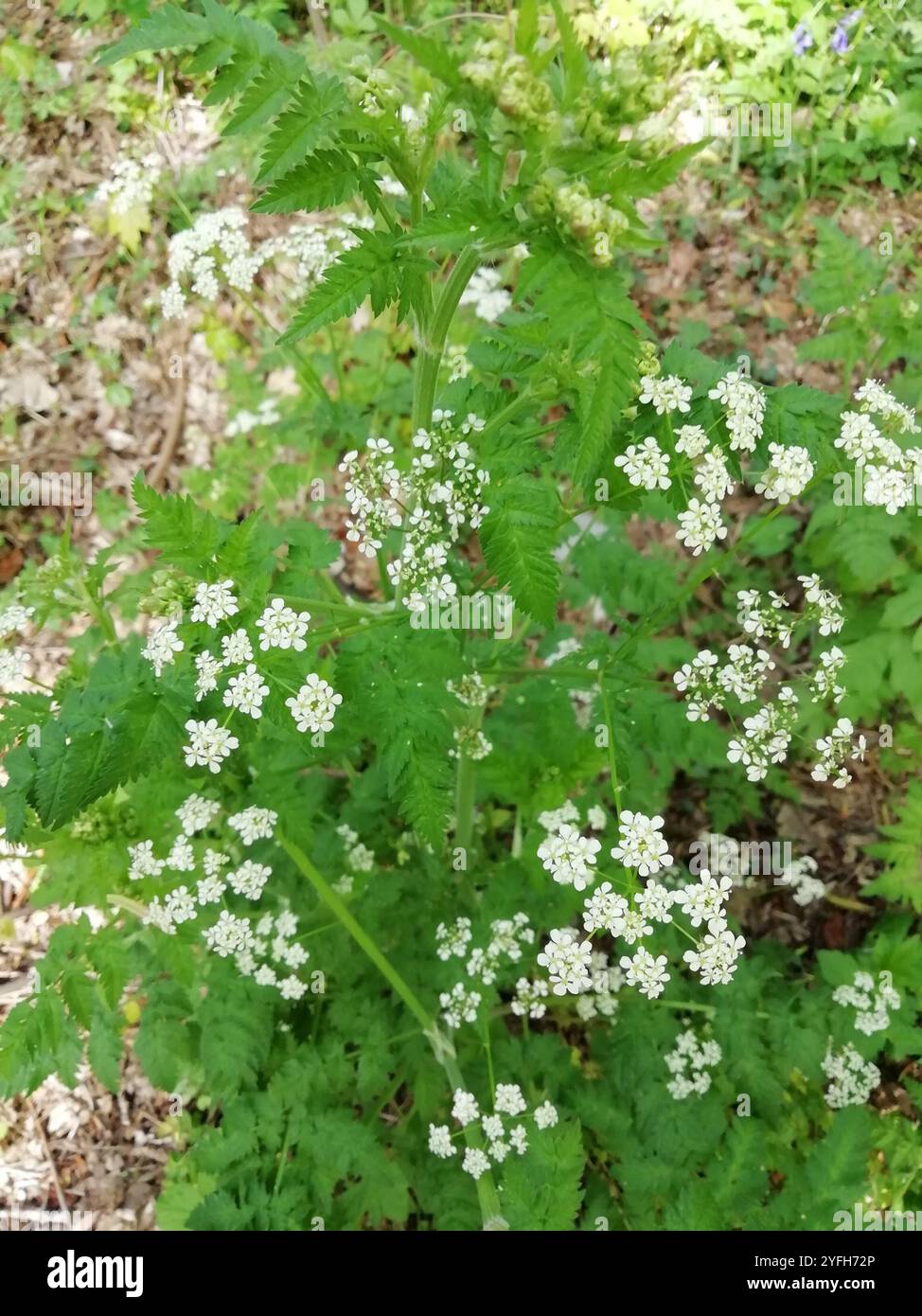 Cow Parsley (Anthriscus sylvestris Stock Photo - Alamy