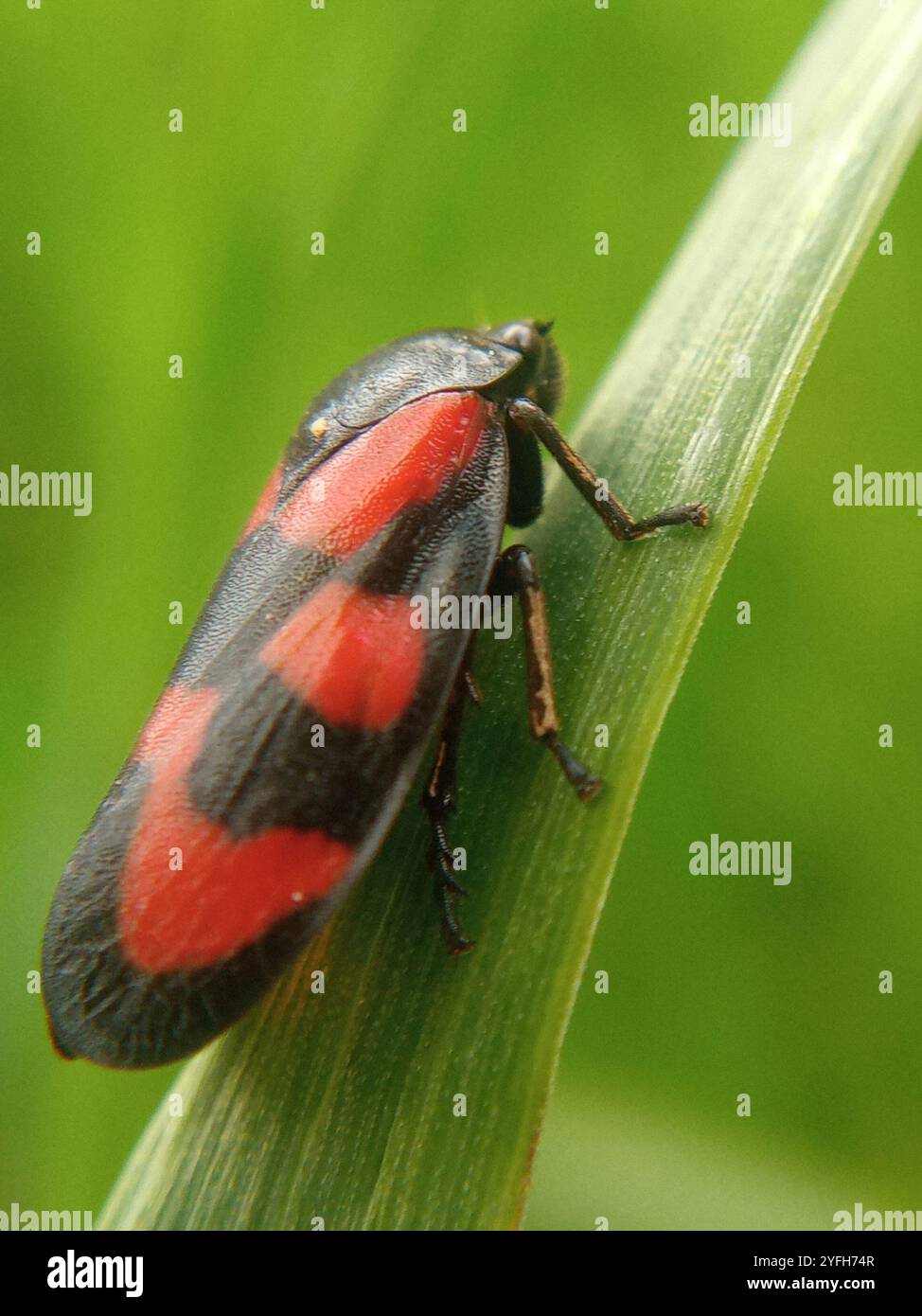 Common Froghopper (Cercopis vulnerata Stock Photo - Alamy