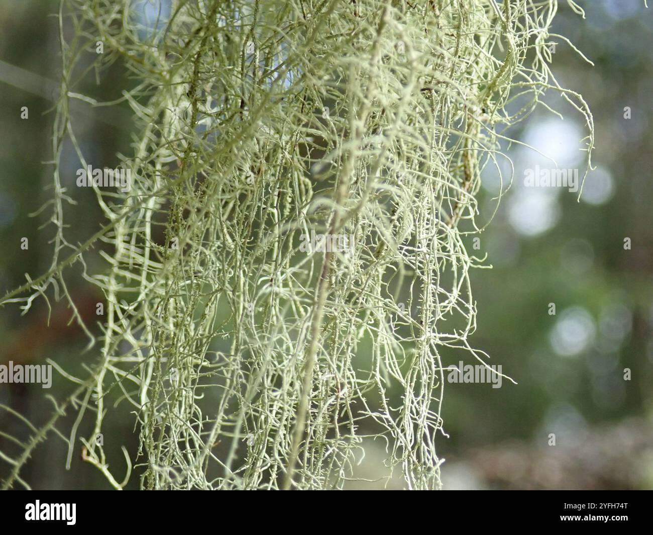 Fishbone beard lichen hi-res stock photography and images - Alamy