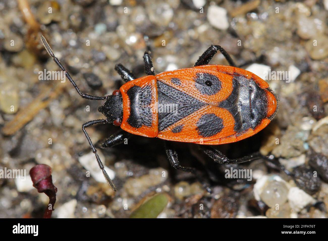 European Firebug (Pyrrhocoris apterus Stock Photo - Alamy