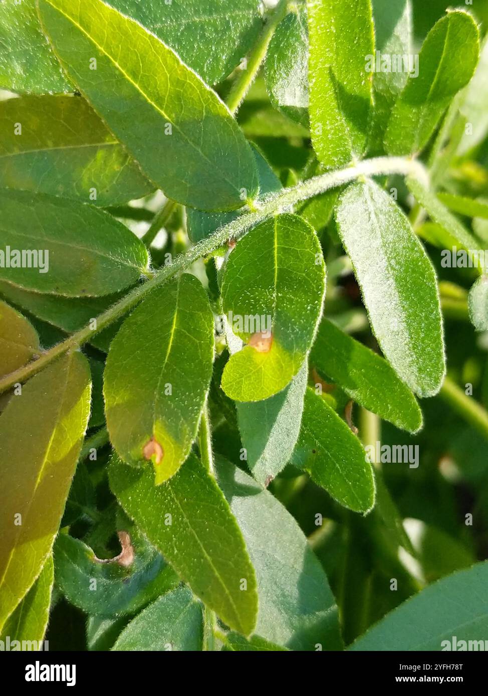 Gall and Rust Mites (Eriophyidae Stock Photo - Alamy