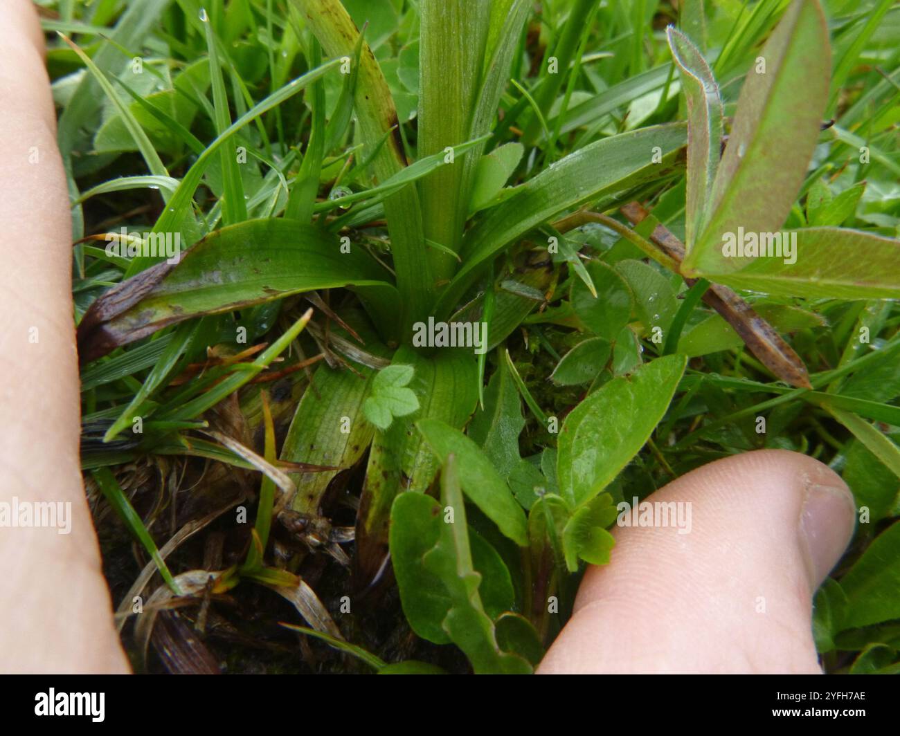 (Anacamptis morio morio Stock Photo - Alamy