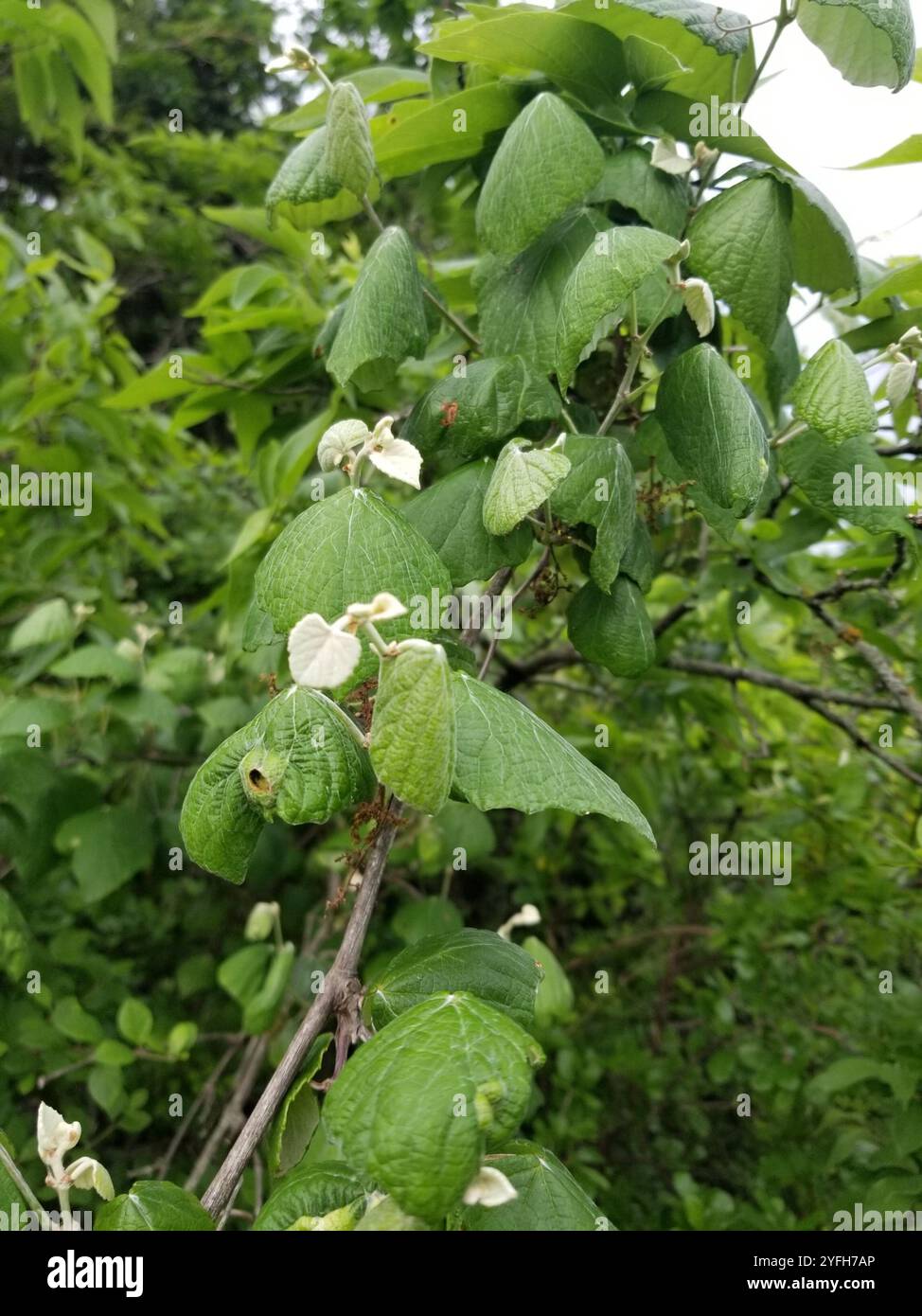 Vitis mustangensis hi-res stock photography and images - Alamy