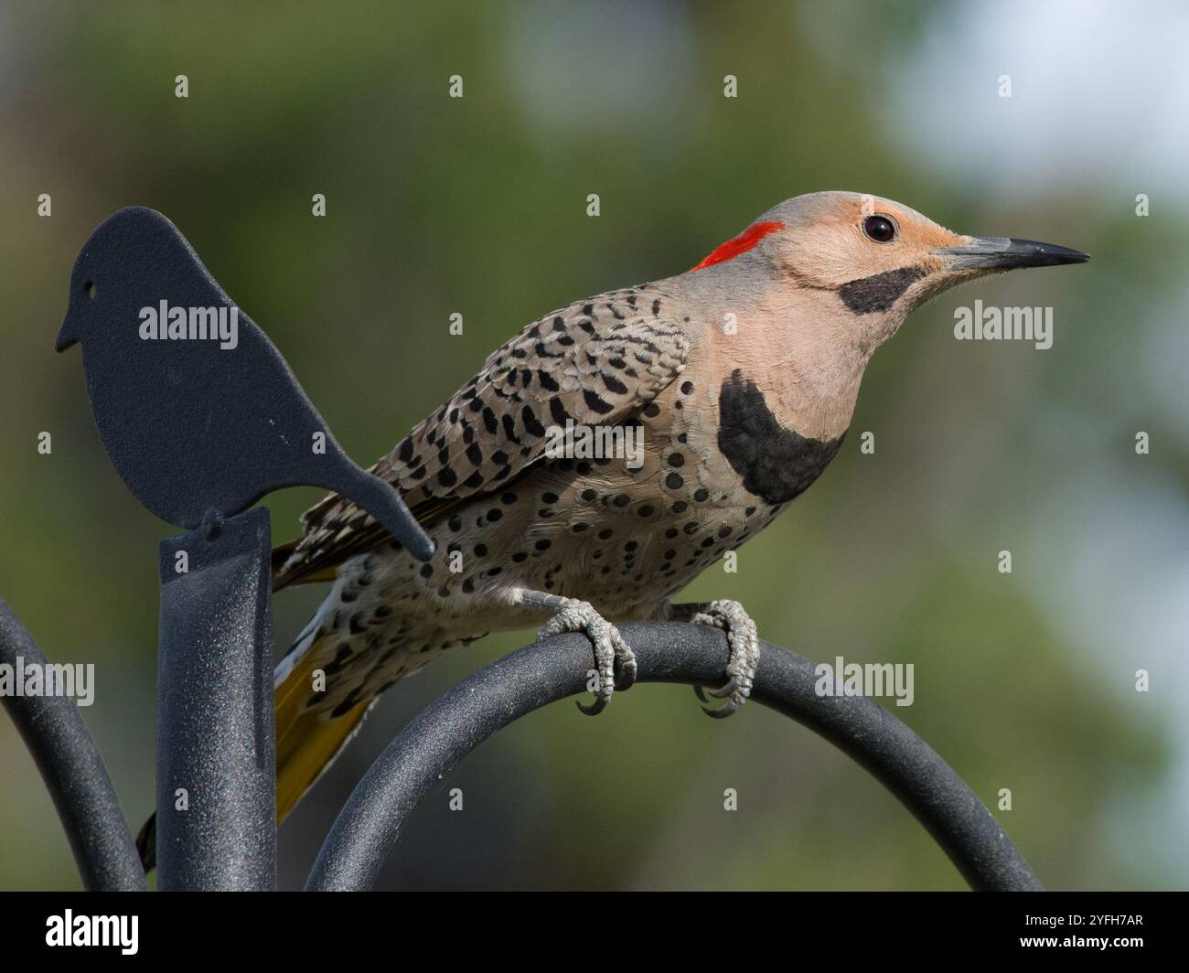 Northern Flicker (Colaptes auratus Stock Photo - Alamy
