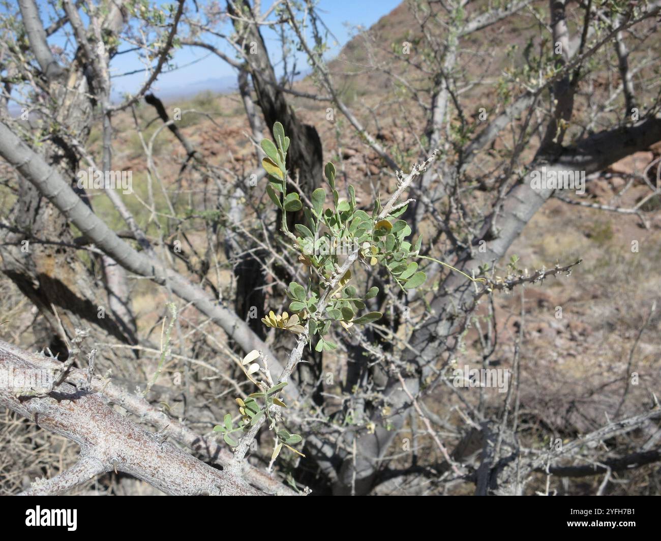 desert ironwood (Olneya tesota Stock Photo - Alamy