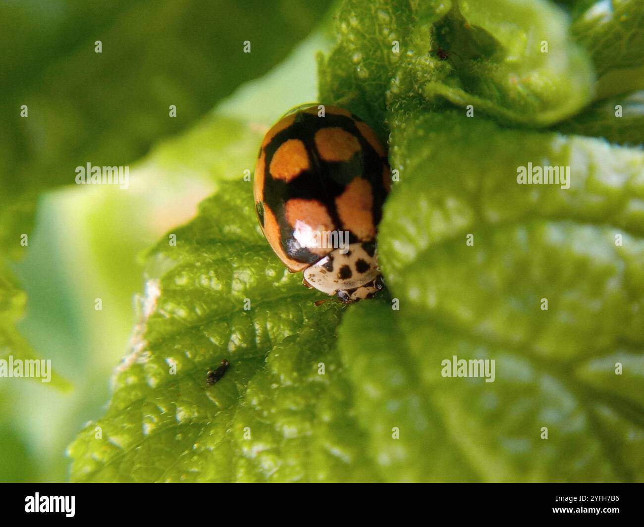 10 spot ladybird hi-res stock photography and images - Alamy