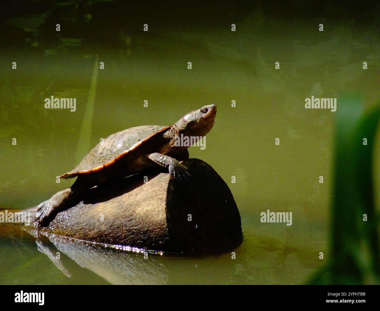 Eastern Saw-shelled Turtle (Myuchelys latisternum Stock Photo - Alamy