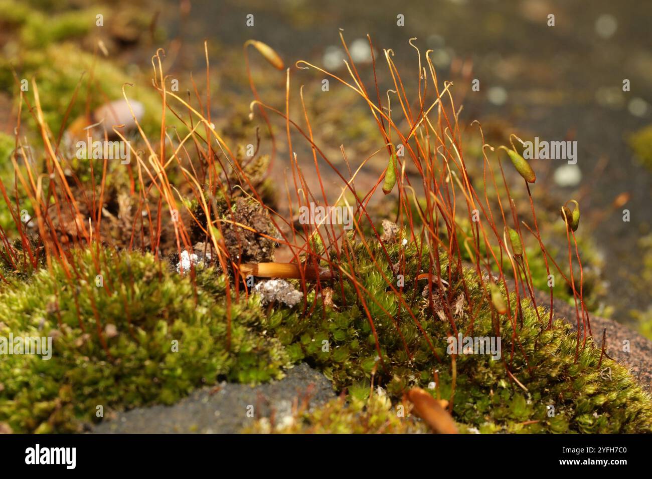 Ptychostomum moss hi-res stock photography and images - Alamy