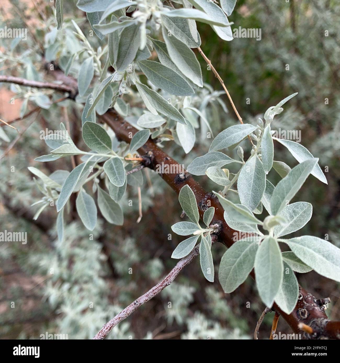 Russian olive (Elaeagnus angustifolia Stock Photo - Alamy