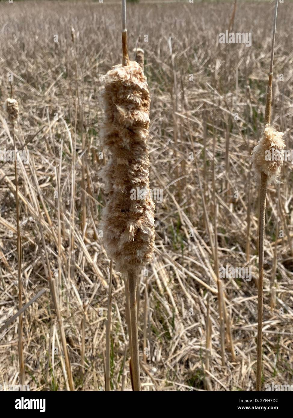 narrow-leaved cattail (Typha angustifolia Stock Photo - Alamy