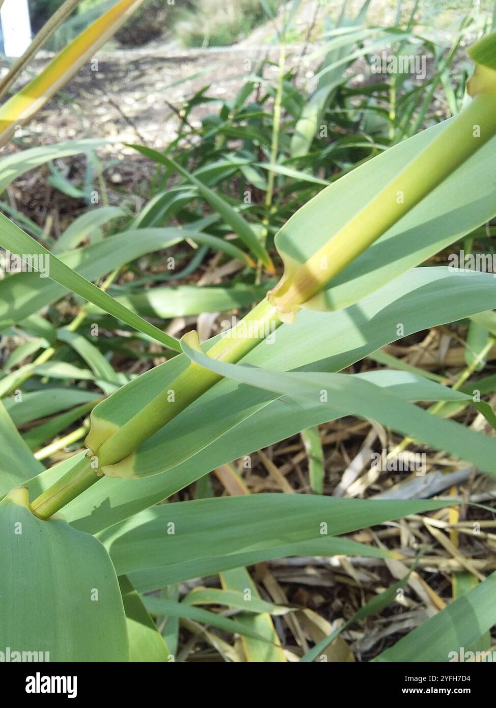 giant reed (Arundo donax Stock Photo - Alamy