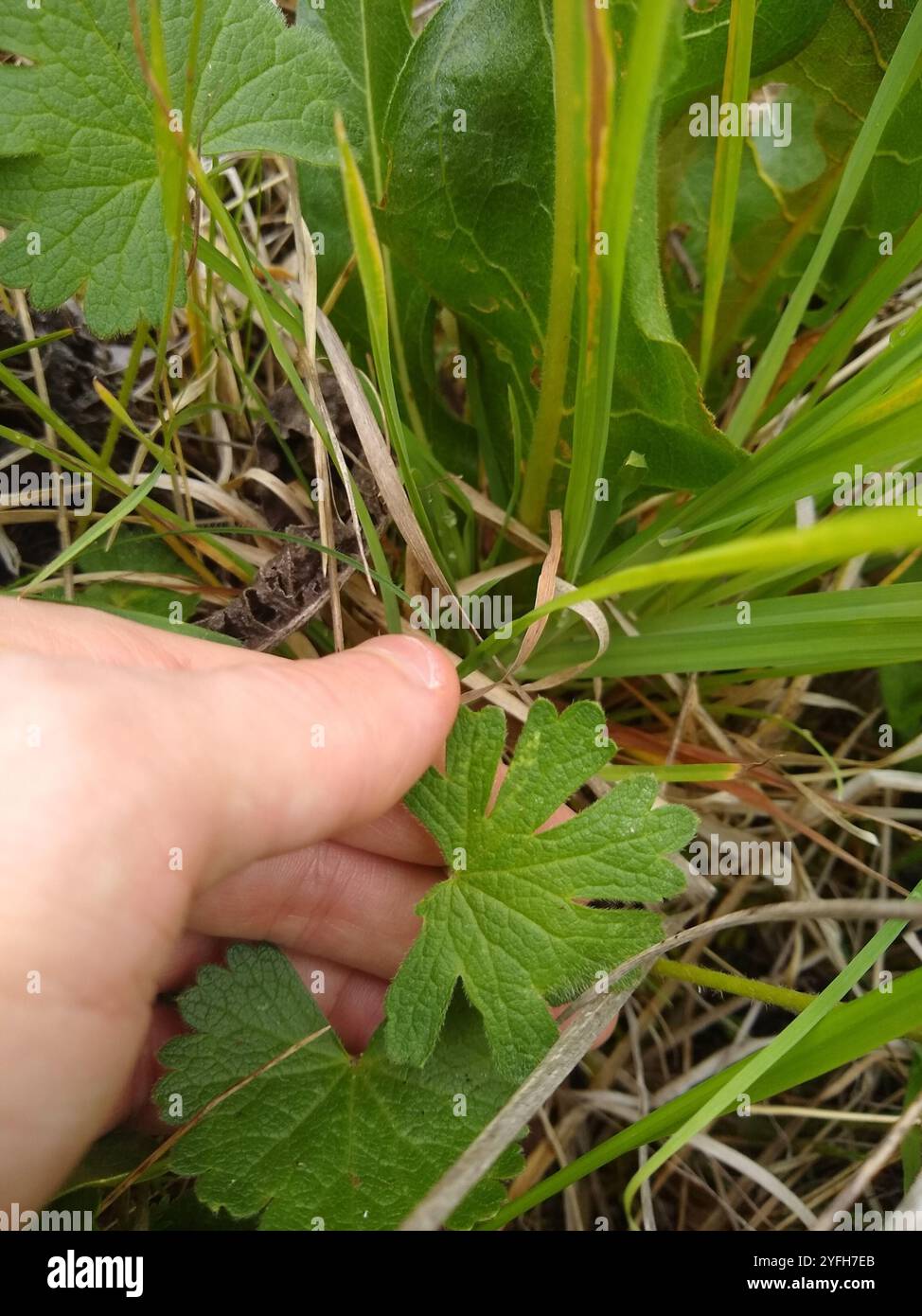 Rose Checkermallow (Sidalcea virgata Stock Photo - Alamy