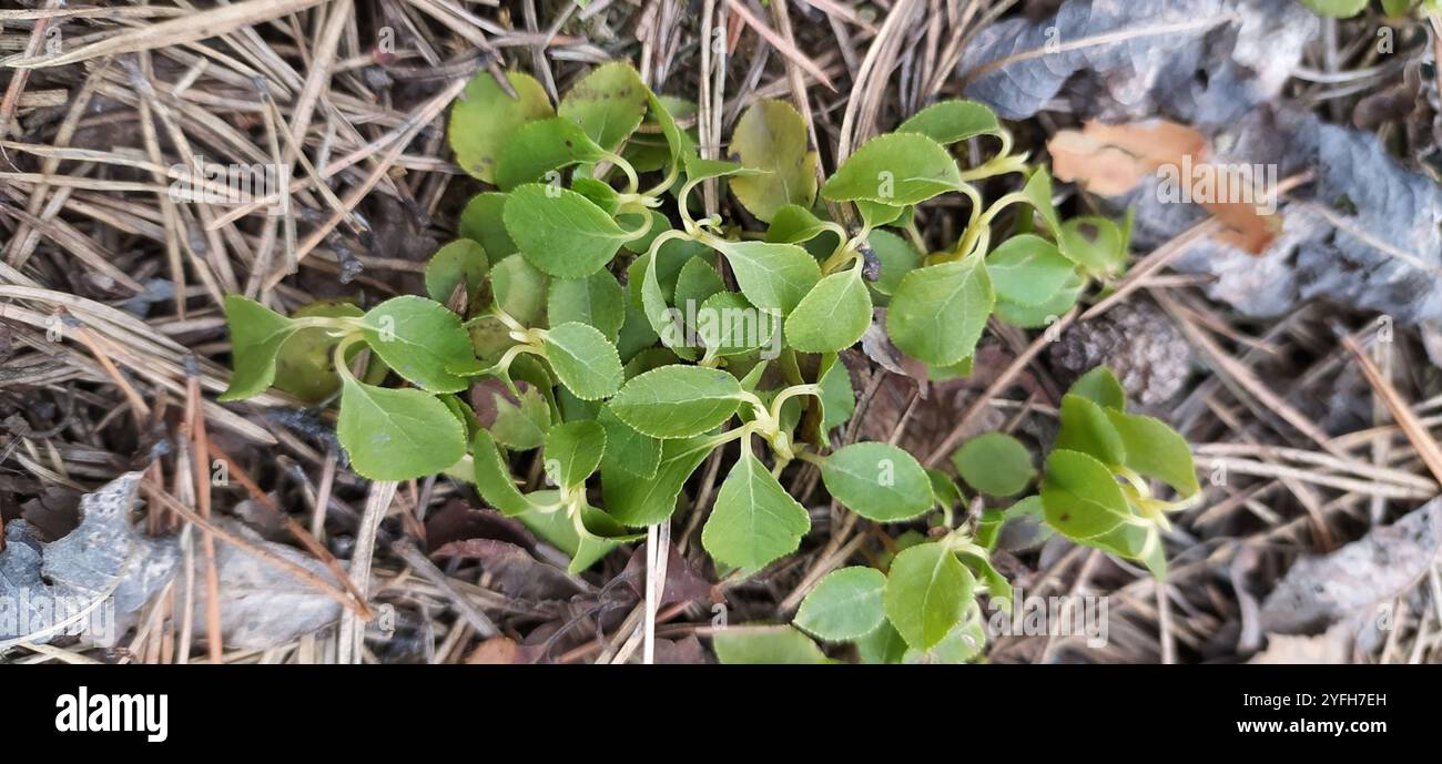 one-sided wintergreen (Orthilia secunda Stock Photo - Alamy