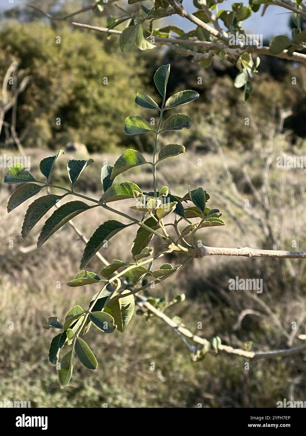 California Ash (Fraxinus dipetala Stock Photo - Alamy