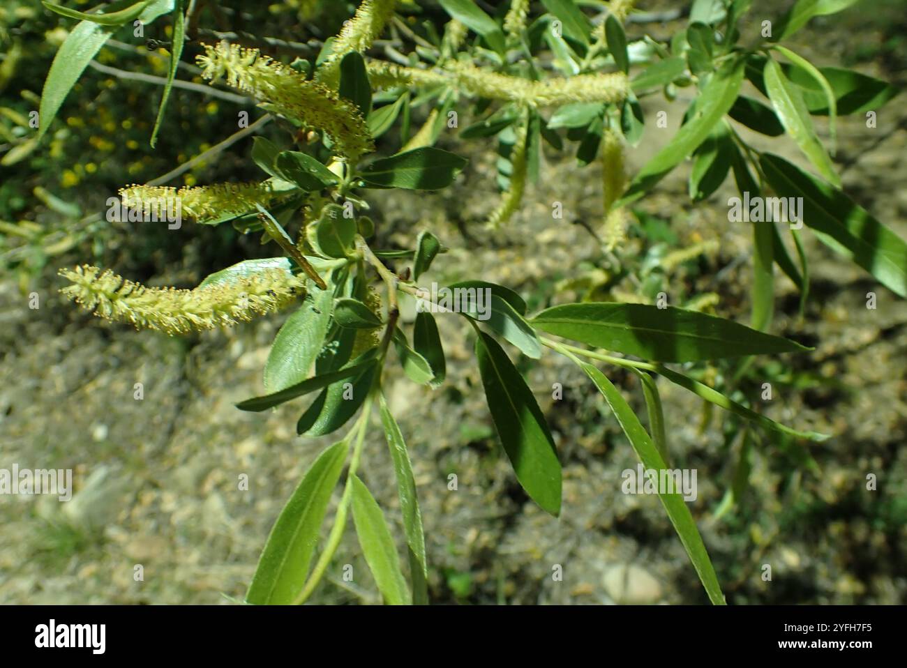 red willow (Salix laevigata Stock Photo - Alamy