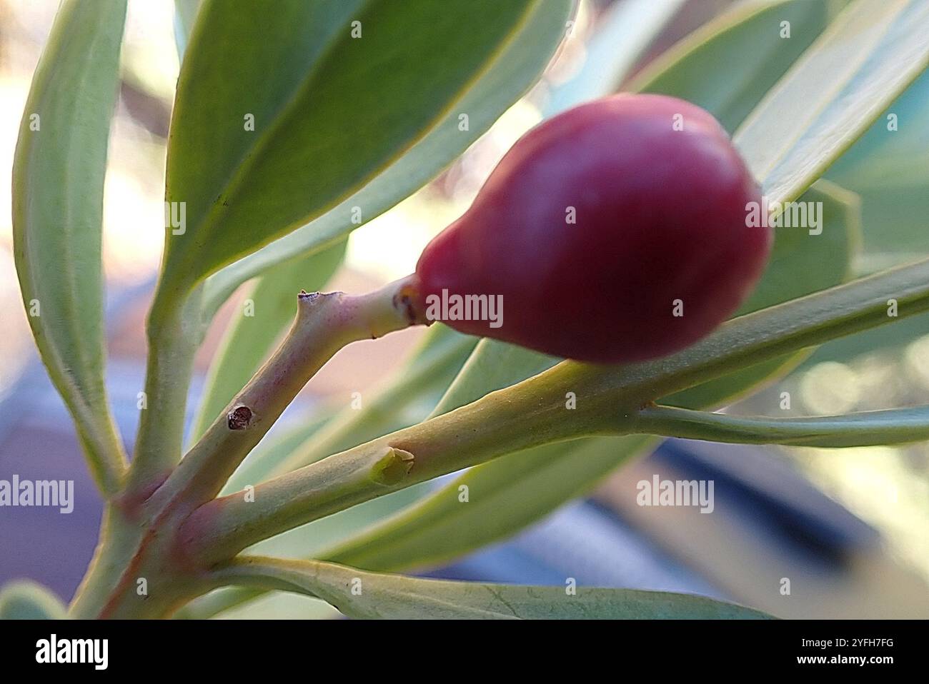 Cape Sumach (Colpoon compressum Stock Photo - Alamy