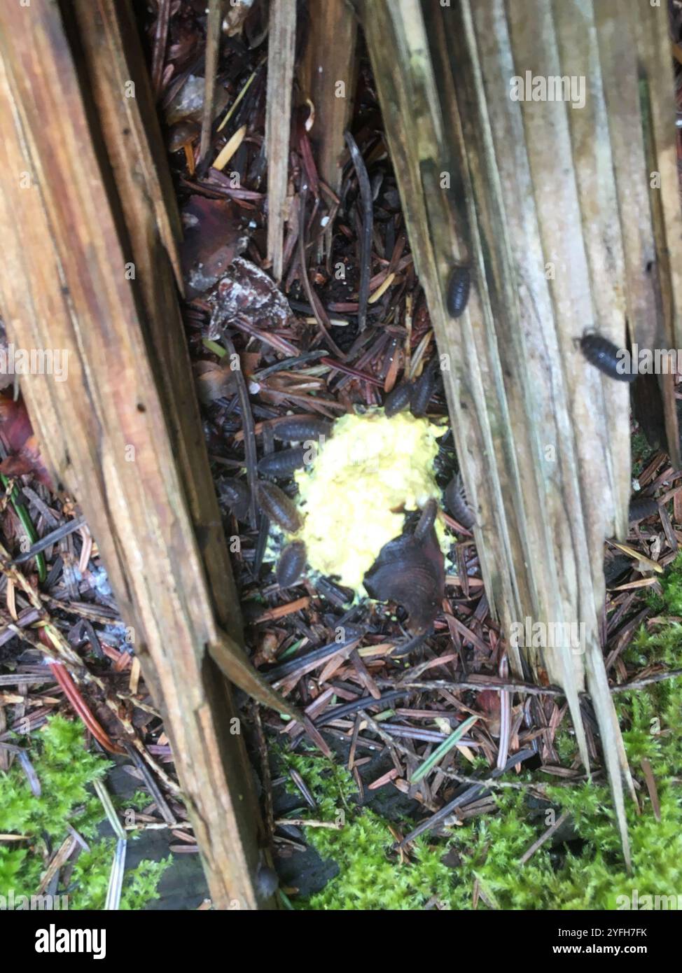 Dog Vomit Slime Mold (Fuligo septica Stock Photo - Alamy