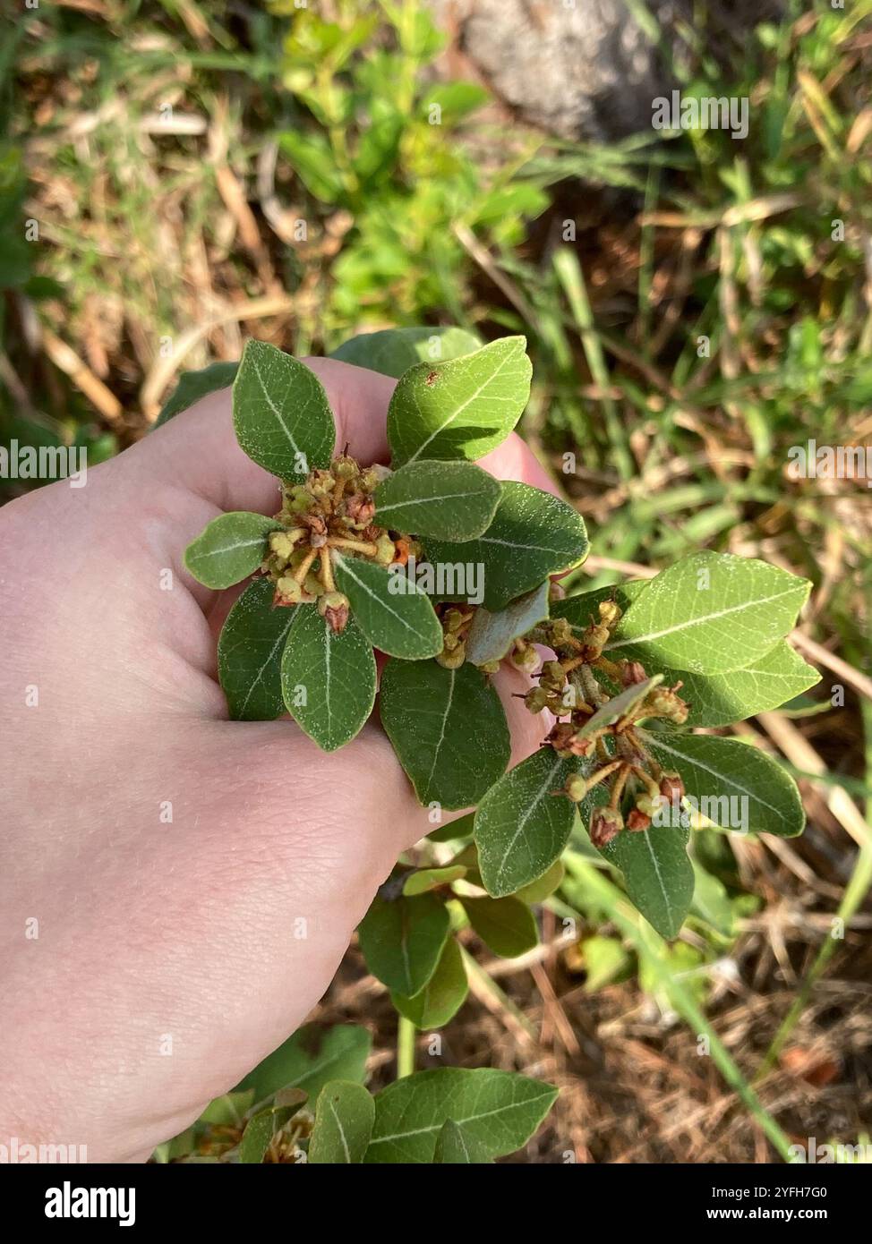 coastal plain staggerbush (Lyonia fruticosa Stock Photo - Alamy