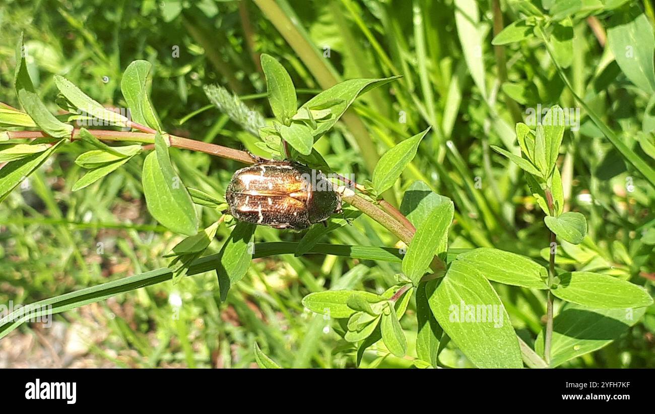 Copper Chafer (Protaetia cuprea Stock Photo - Alamy
