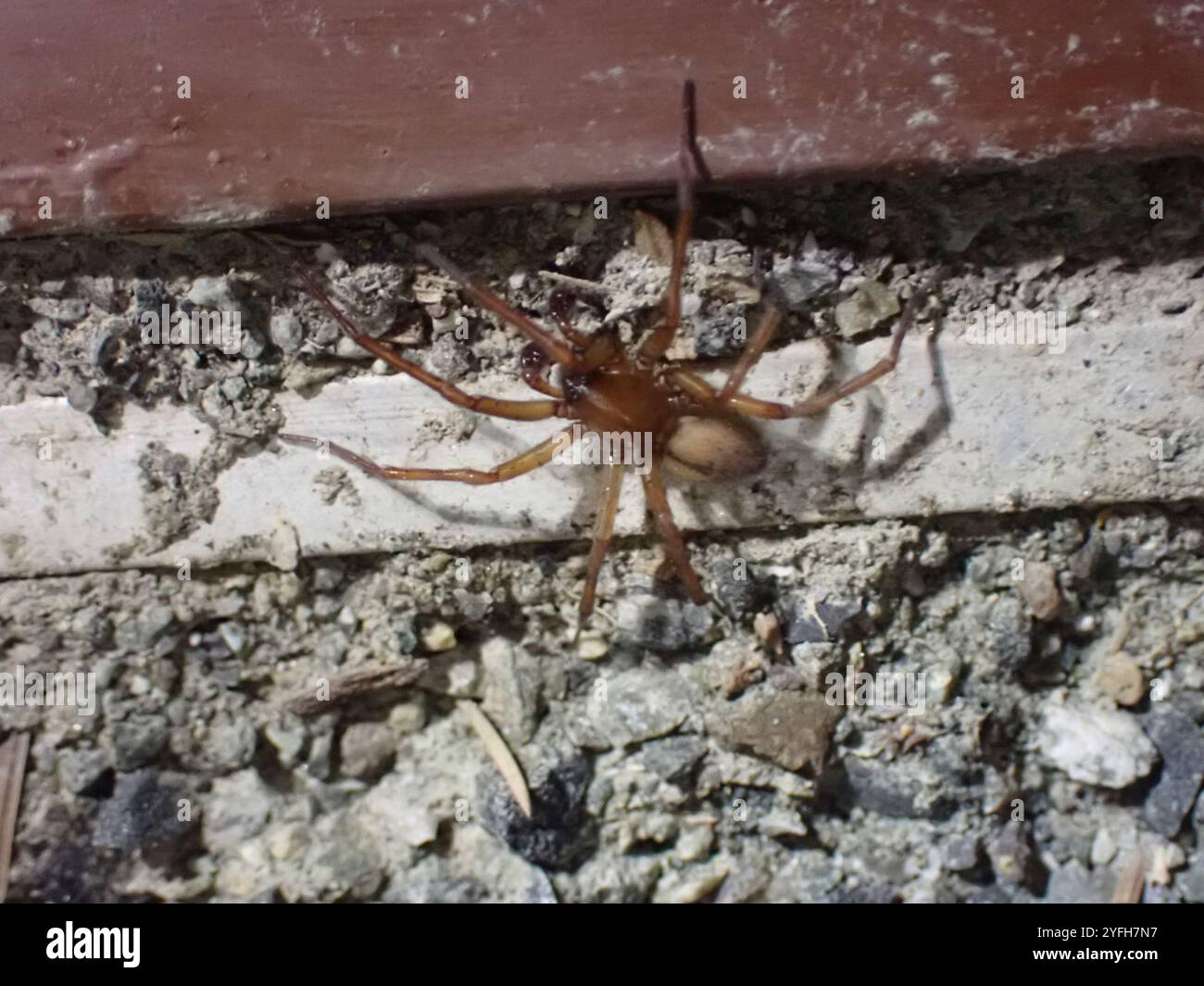 Typical Spiders (Araneomorphae Stock Photo - Alamy
