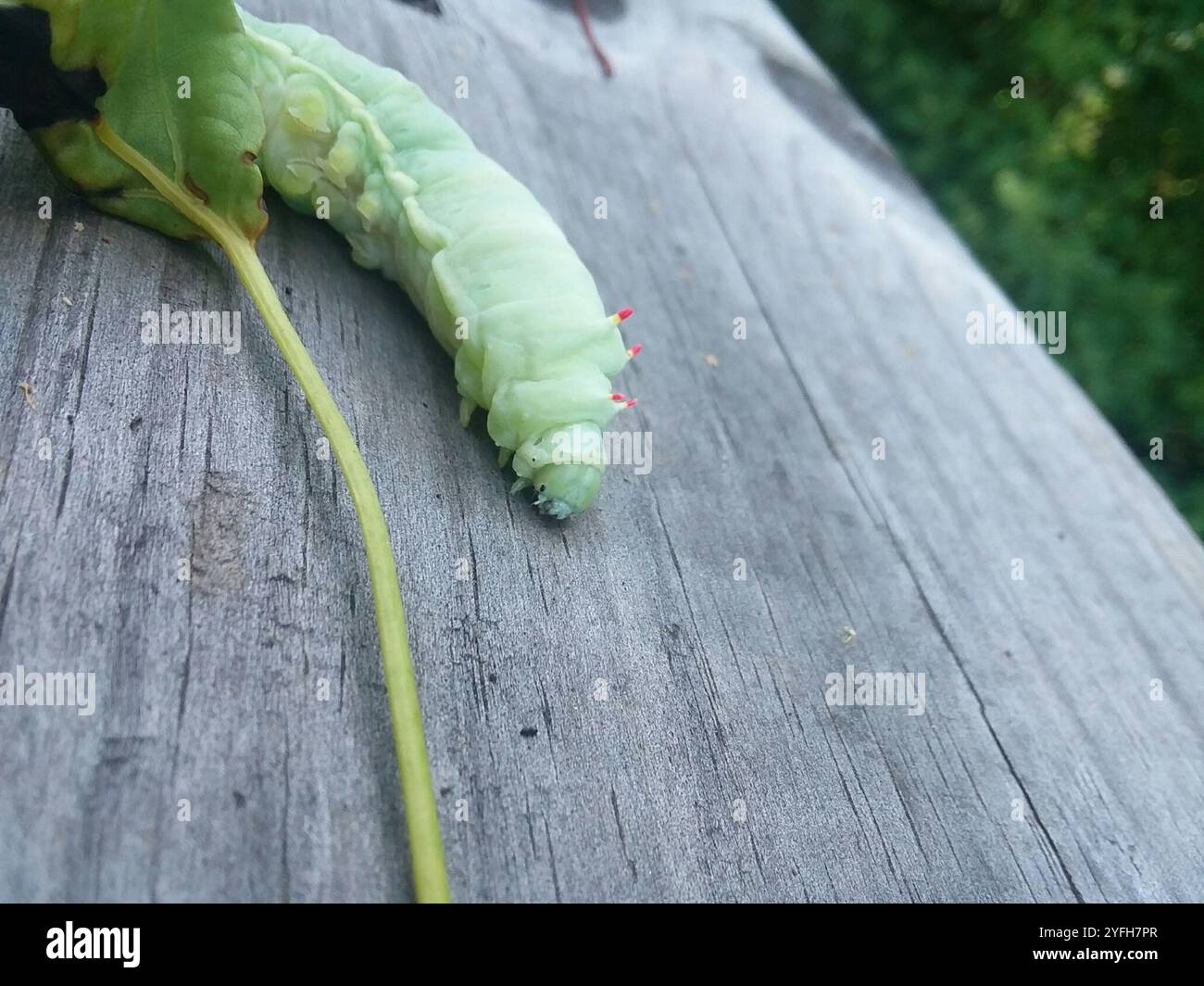 Tulip-tree Silkmoth (Callosamia angulifera Stock Photo - Alamy