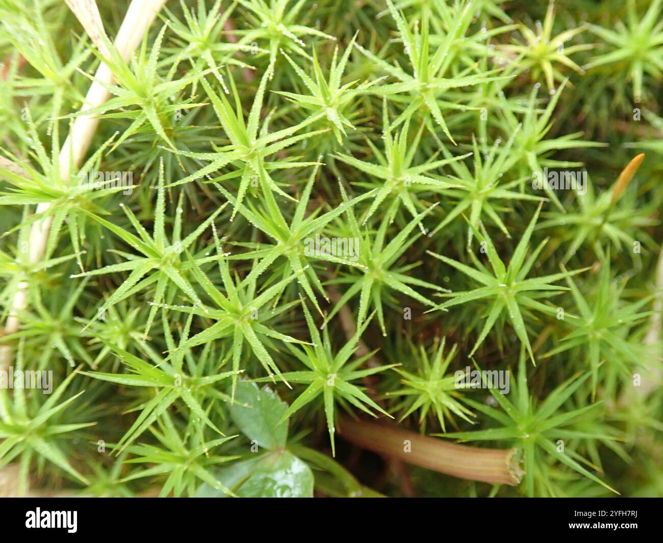 Common Haircap Moss (Polytrichum commune Stock Photo - Alamy
