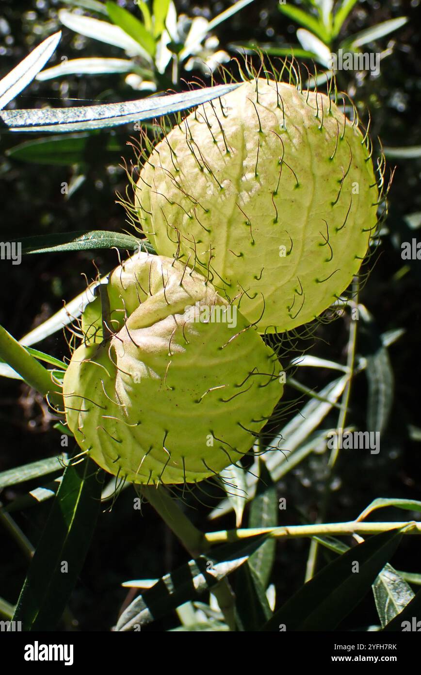 balloonplant (Gomphocarpus physocarpus Stock Photo - Alamy
