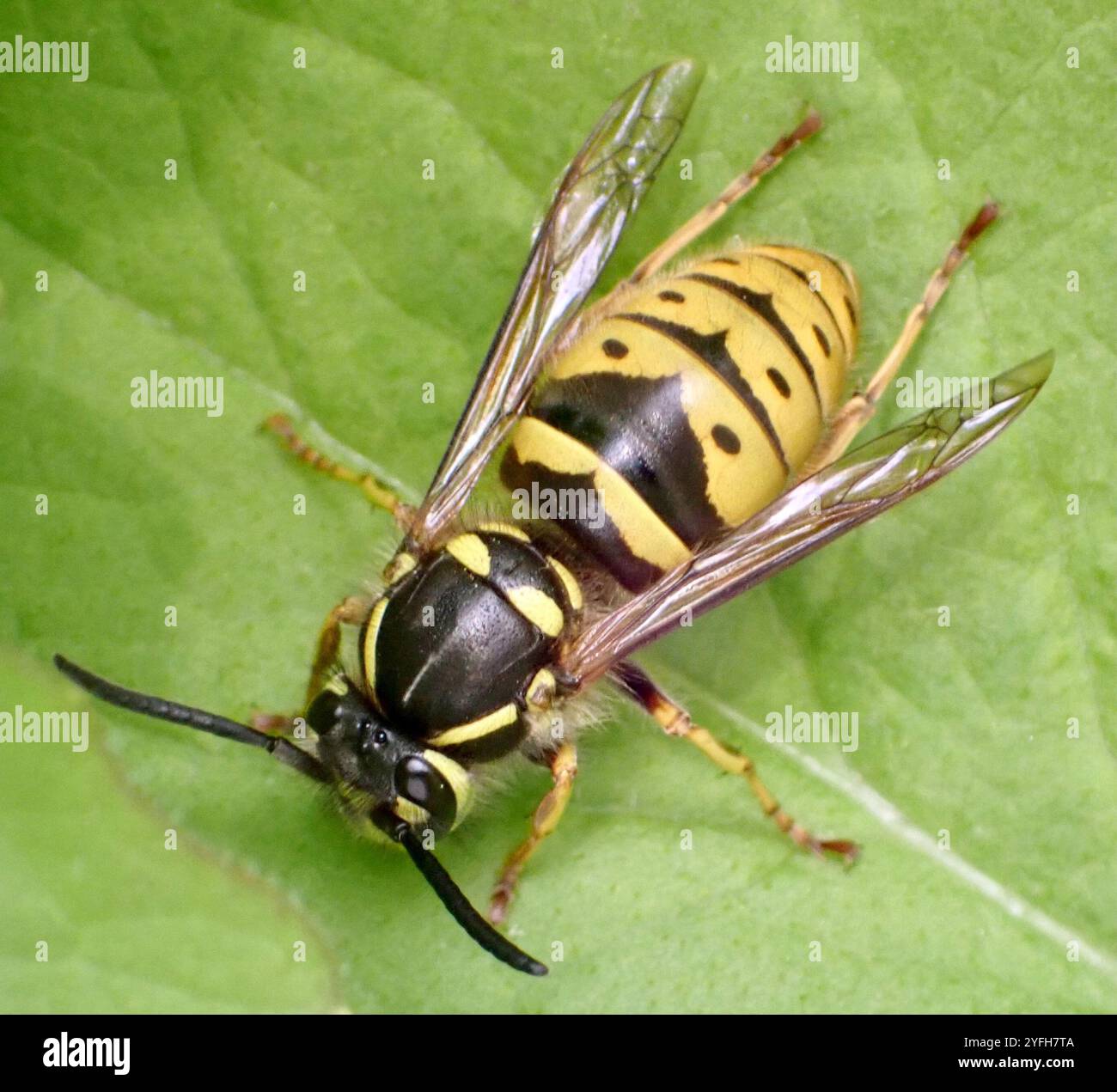 Common European Yellowjacket (Vespula vulgaris Stock Photo - Alamy