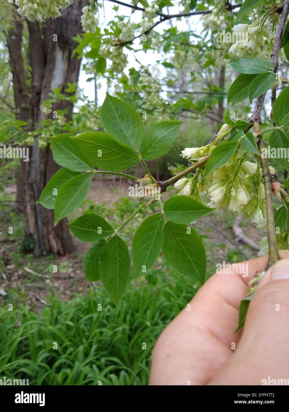 American bladdernut hi-res stock photography and images - Alamy