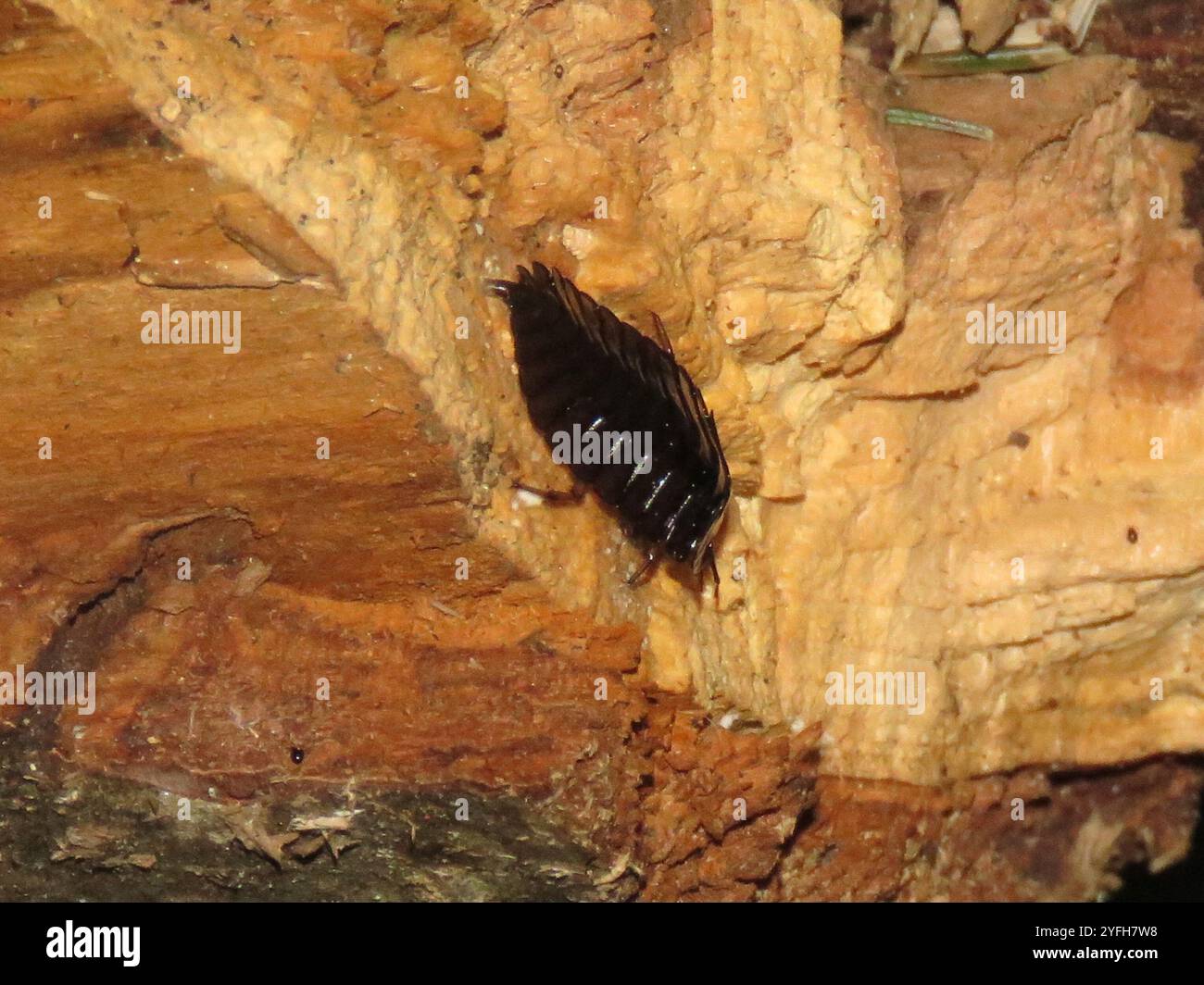 Water, Rove, Scarab, Long-horned, Leaf, and Snout Beetles (Polyphaga ...