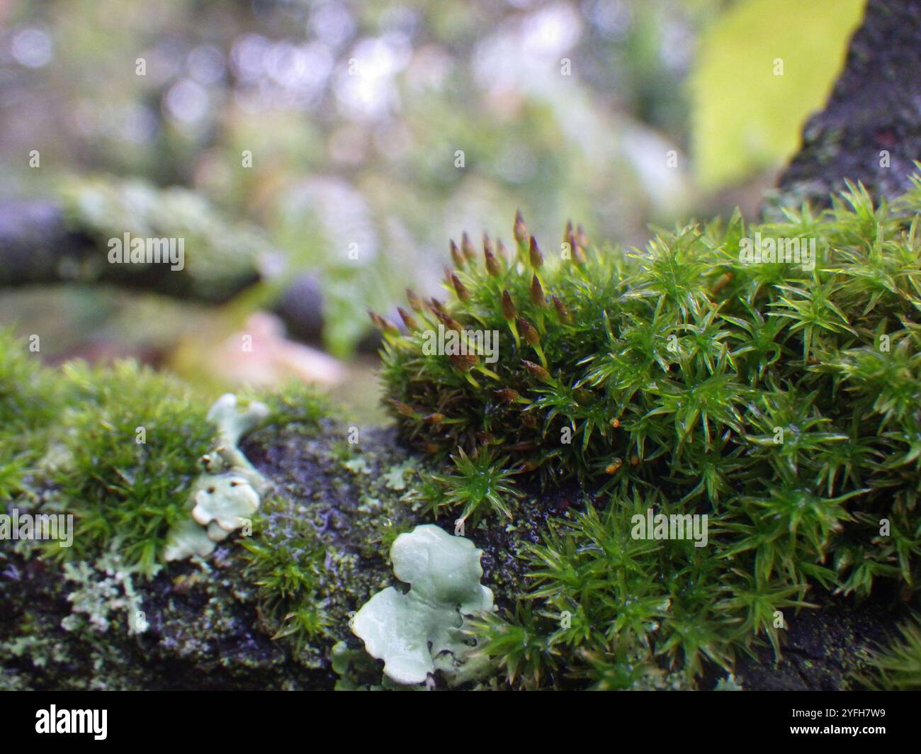 Wood Bristle-moss (Lewinskya affinis Stock Photo - Alamy