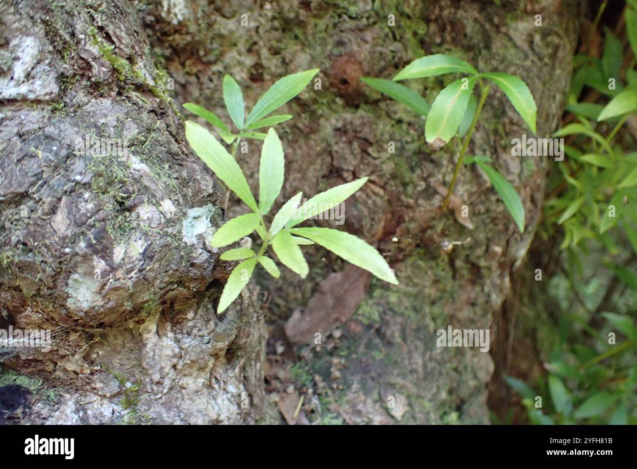 Trifoliatus hi-res stock photography and images - Alamy