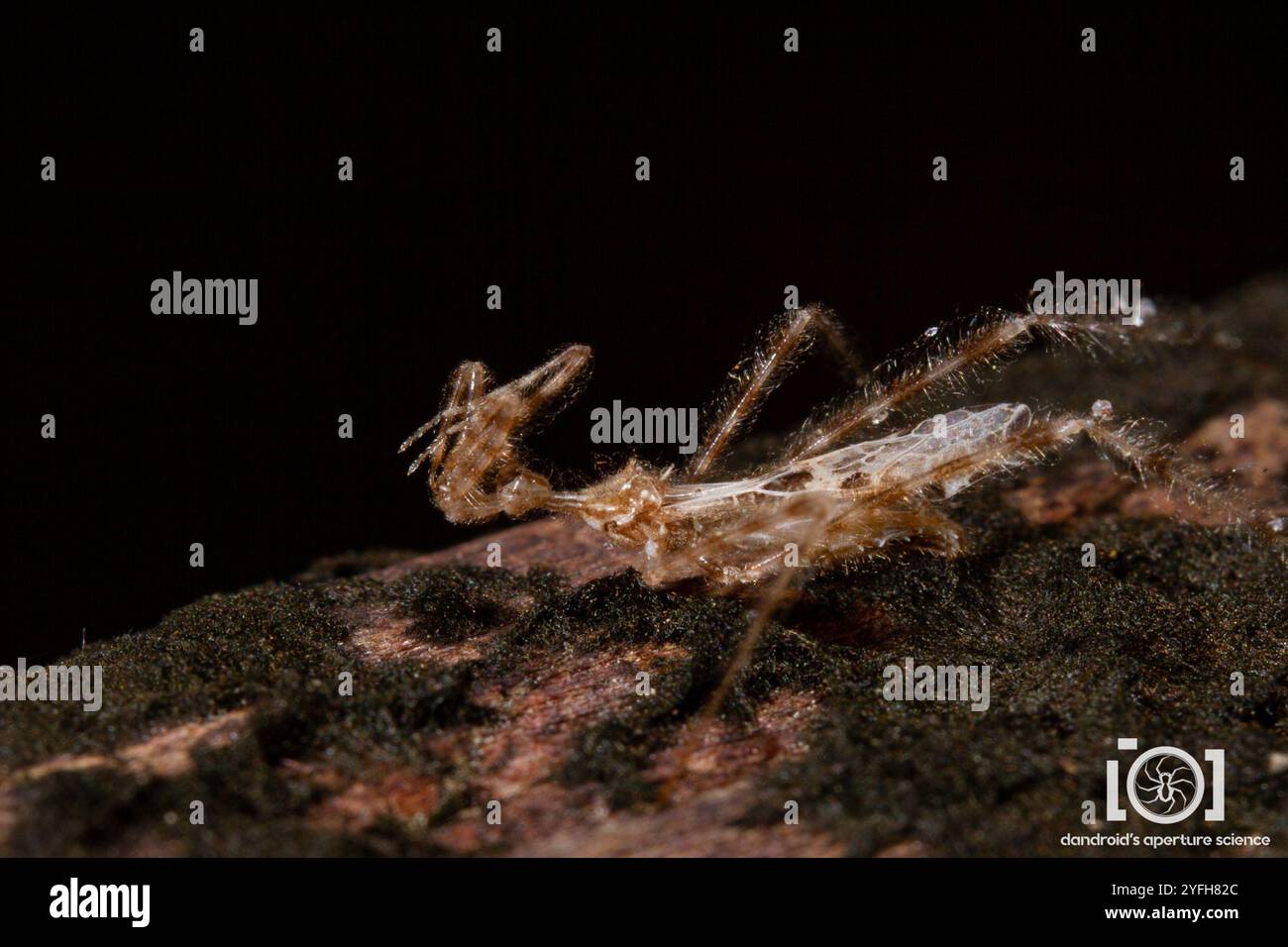 Spider Assassin Bugs (Stenolemus Stock Photo - Alamy