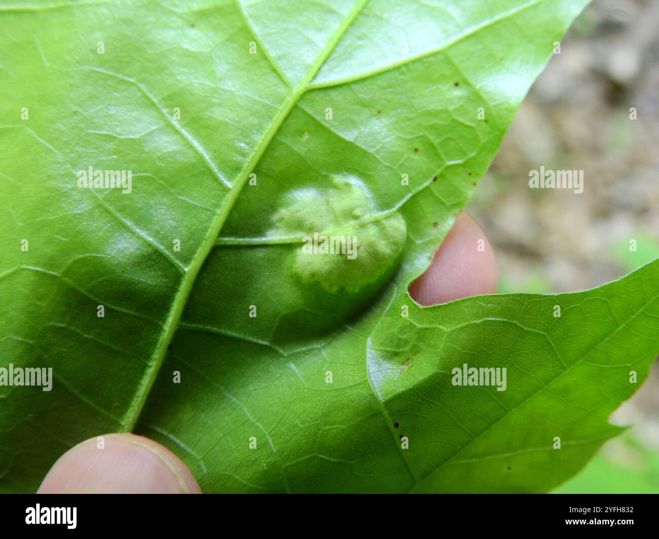 Oak Leaf Blister (Taphrina caerulescens Stock Photo - Alamy