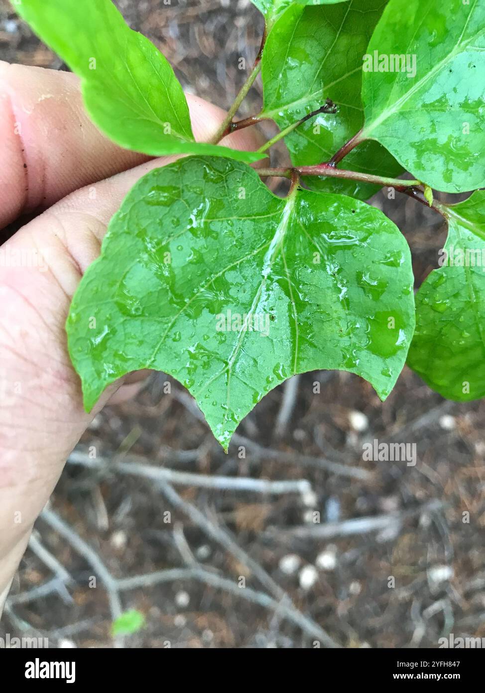 Sycamore-leaf Snowbell (Styrax platanifolius Stock Photo - Alamy
