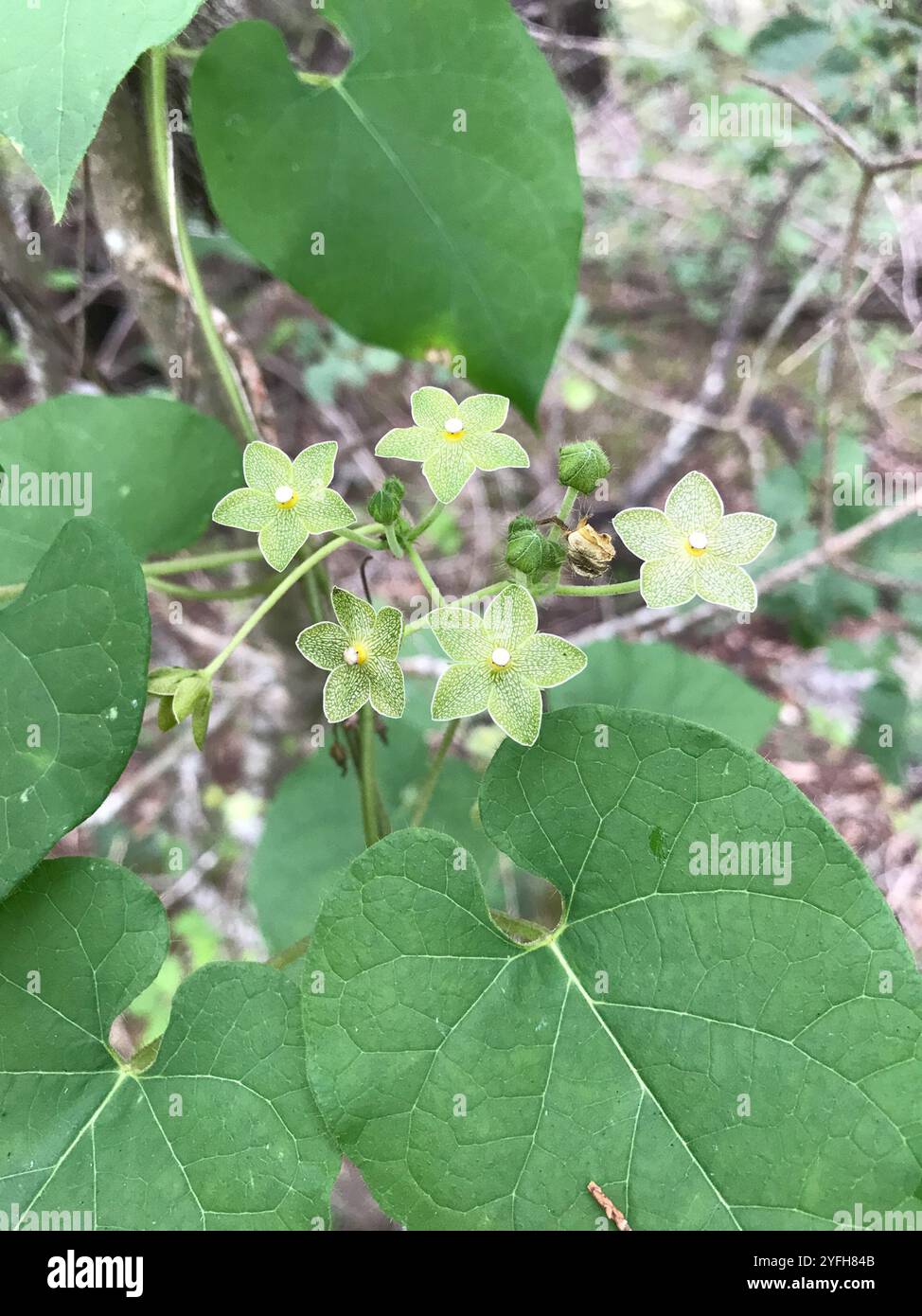 Pearl Milkweed (Matelea reticulata Stock Photo - Alamy