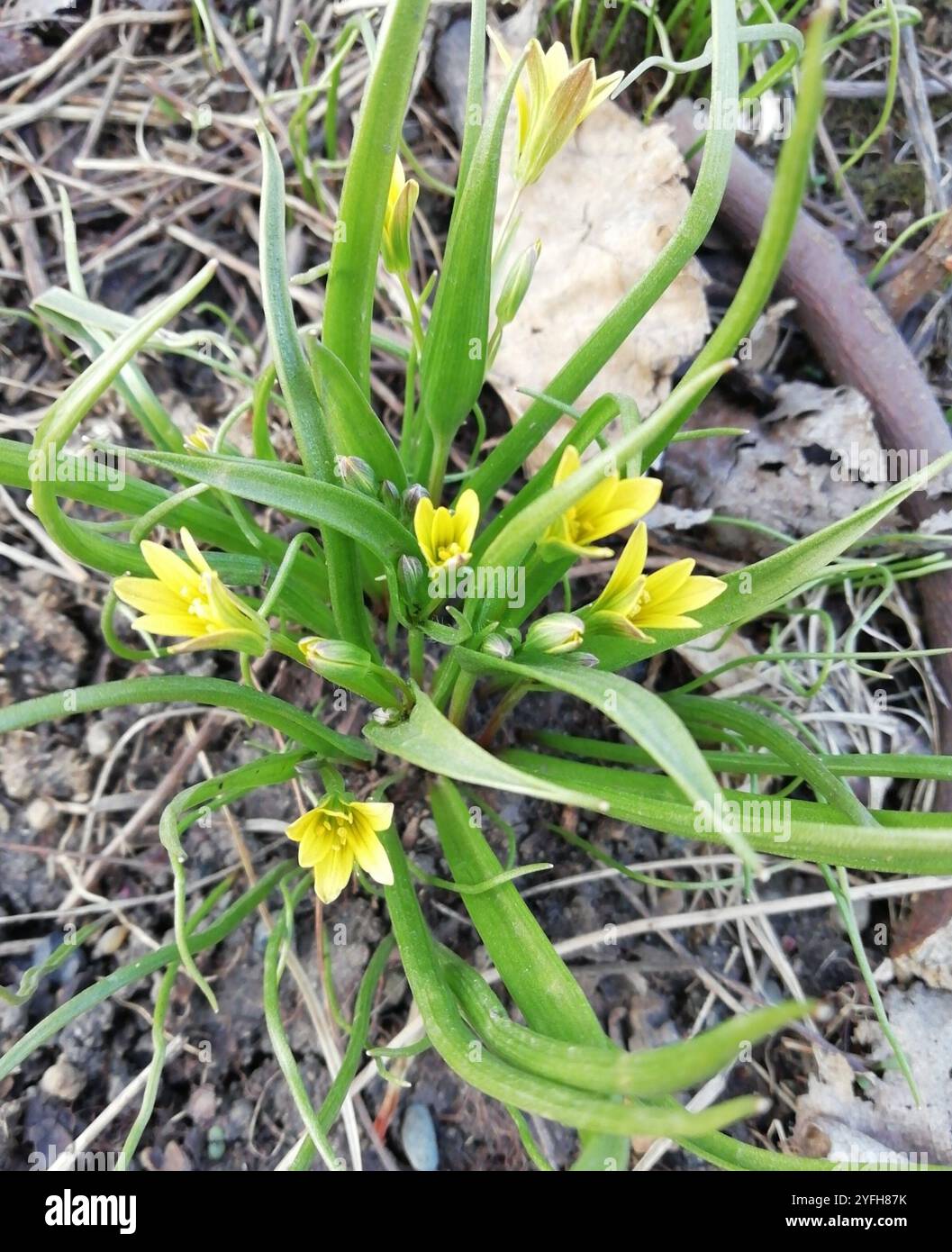 Granular gagea (Gagea granulosa Stock Photo - Alamy