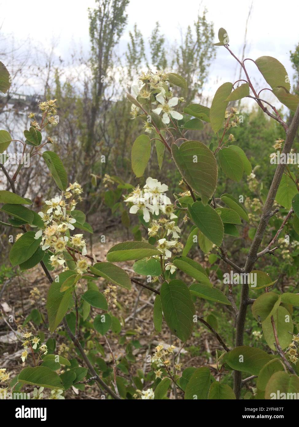 Running Serviceberry (Amelanchier stolonifera Stock Photo - Alamy