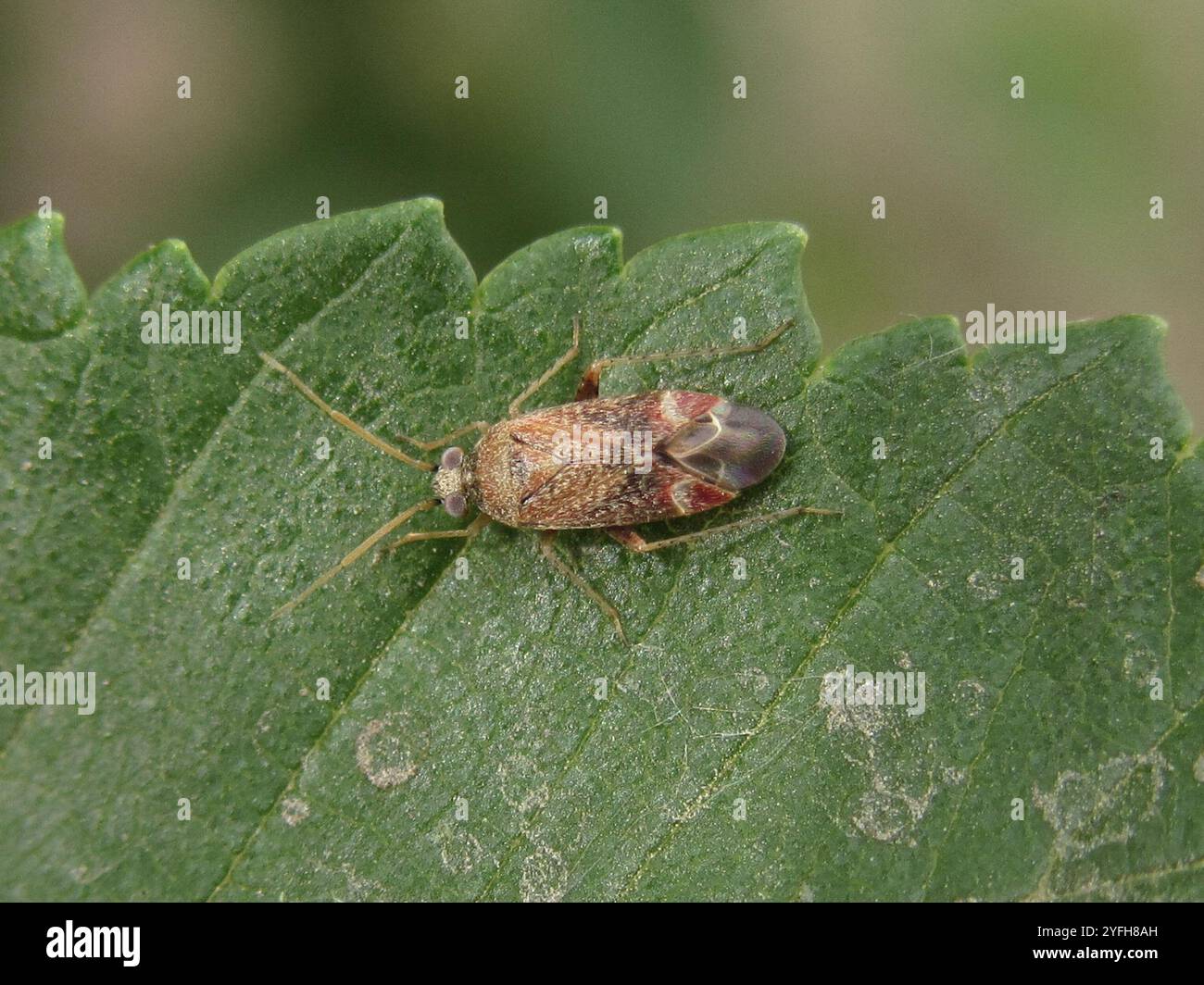 Plant Bugs (Miridae Stock Photo - Alamy